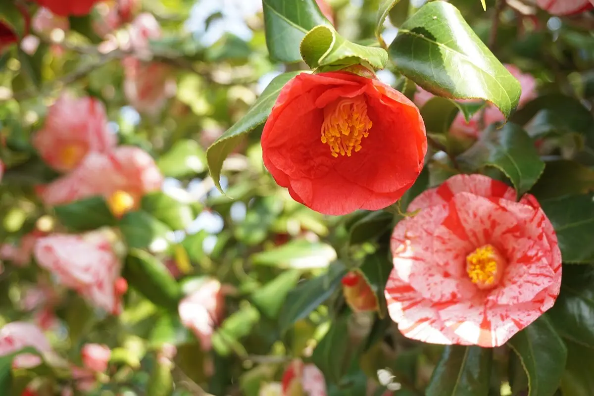 《画像一覧》ツバキの栽培・管理に関するお悩み大募集！採用者には掲載号をプレゼント【応募締切：2025年9月30日（火）】｜記事｜みんなの趣味の園芸